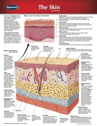 Skin Chart - Medicine and Anatomy Quick Reference Guide 2nd edition ...